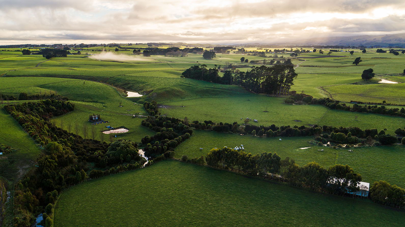 Over The Fence - Goldpine