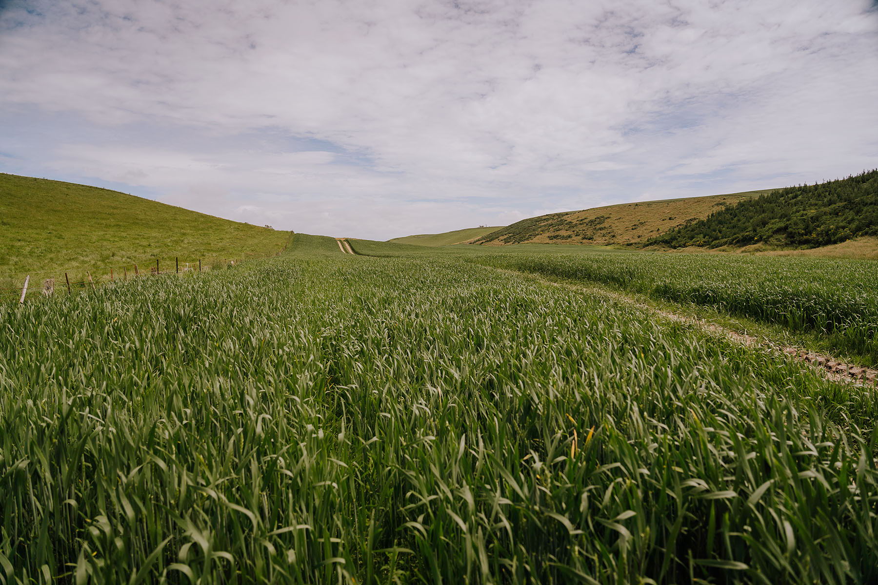 Over The Fence - Goldpine