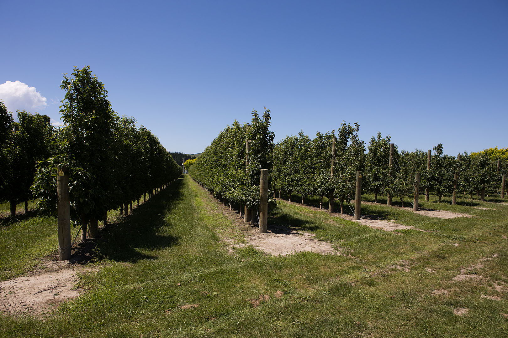 Over The Fence - Goldpine