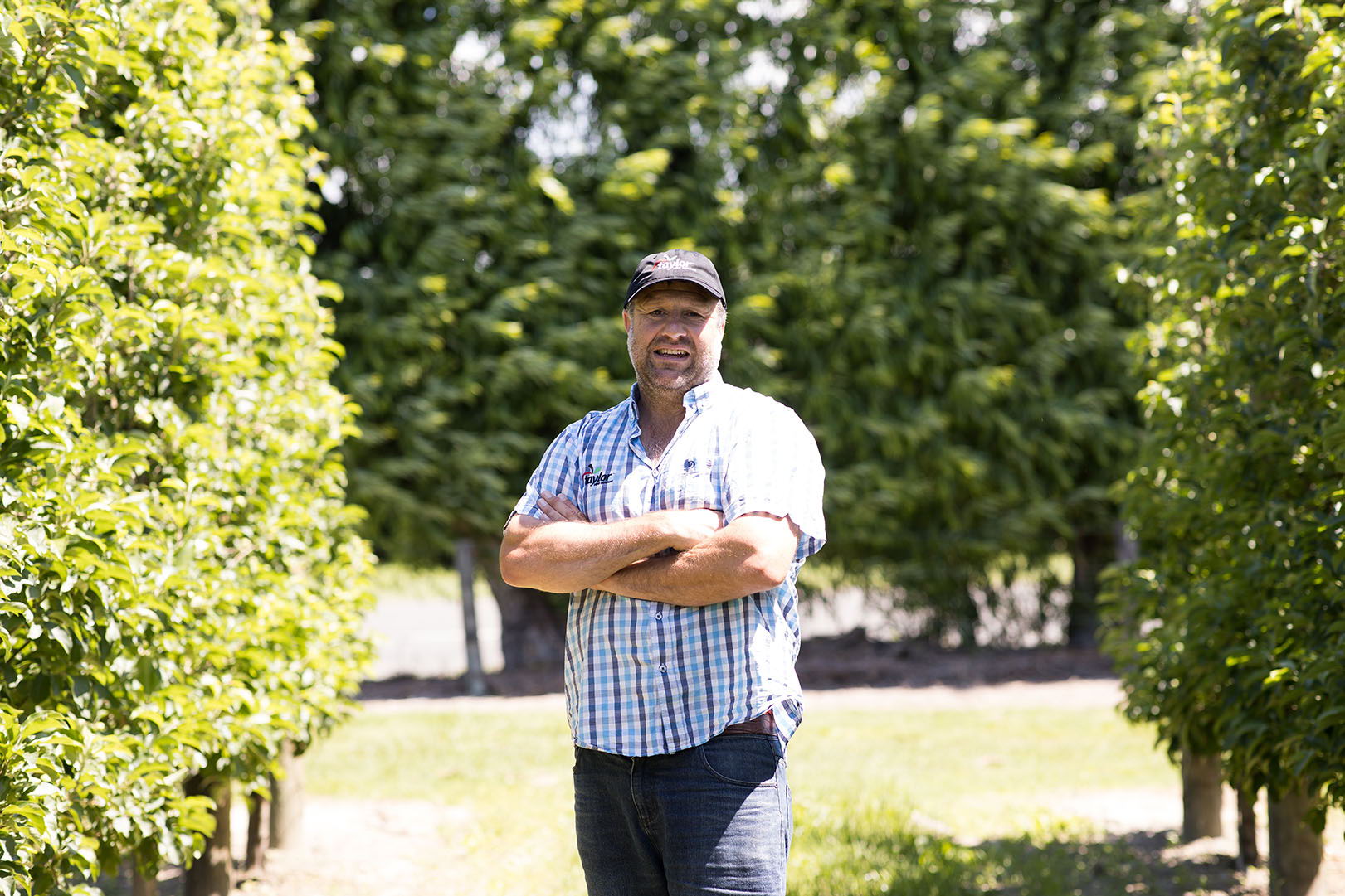 Over The Fence - Goldpine