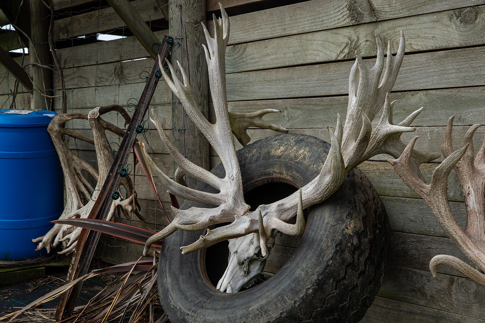 Over The Fence - Goldpine