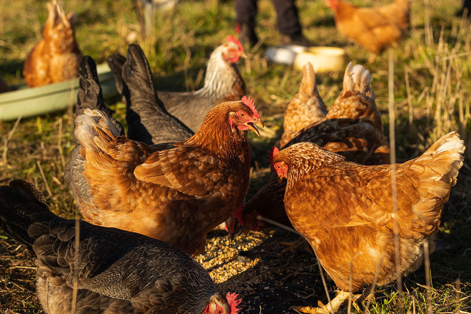 Over The Fence - Goldpine