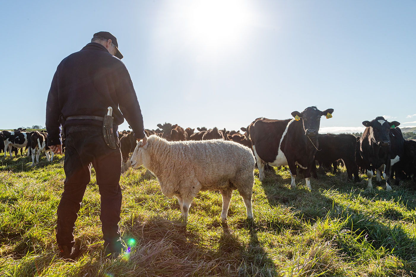 Over The Fence - Goldpine