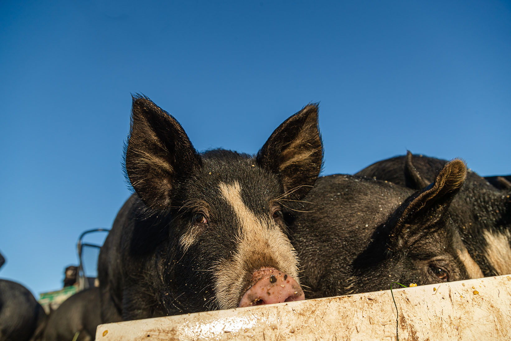 Over The Fence - Goldpine