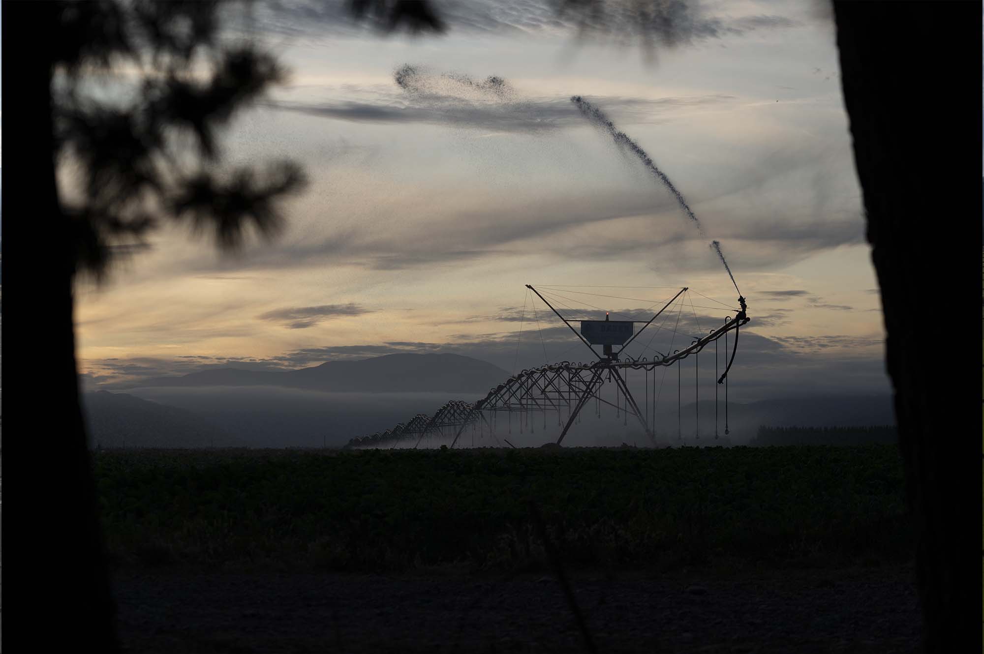 Over The Fence - Goldpine