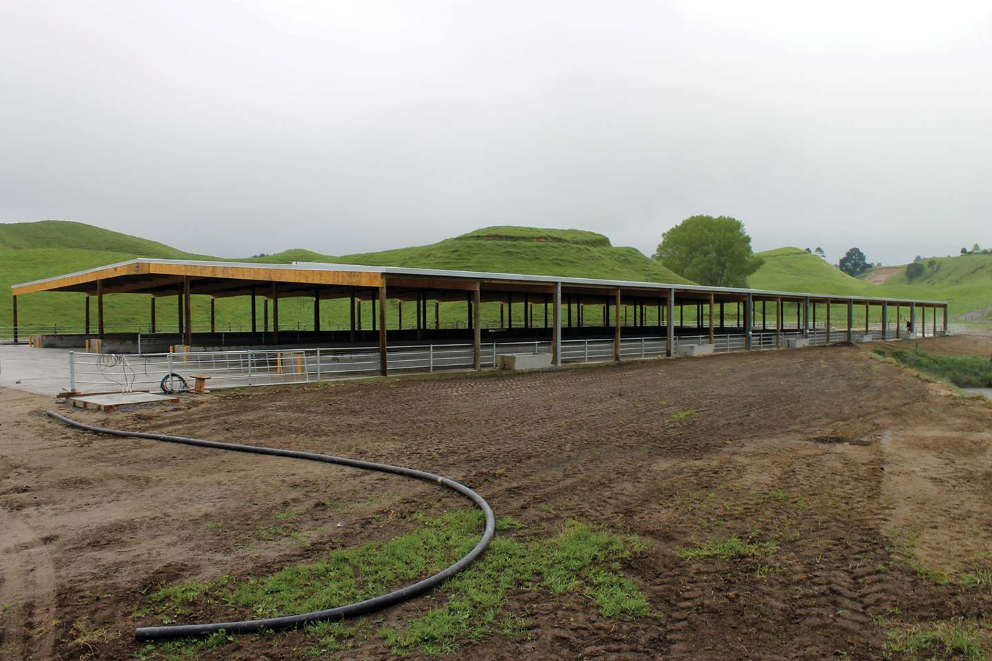 STRONGBUILT® Custom Design - Goldpine