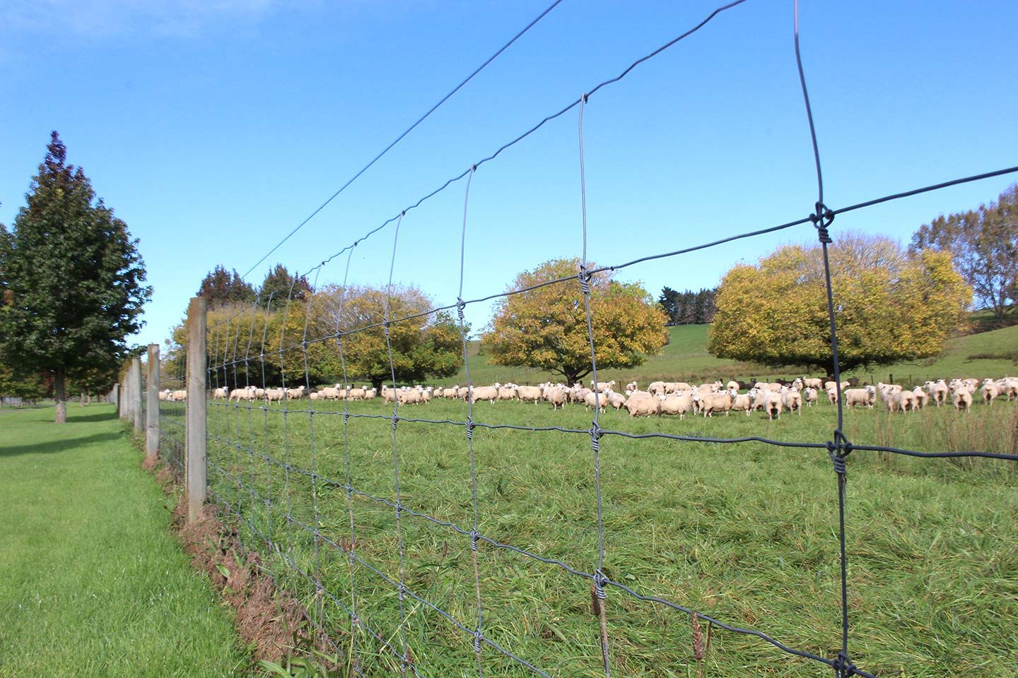 GOFENCE® ENDURANCE® Sheep Netting - Goldpine