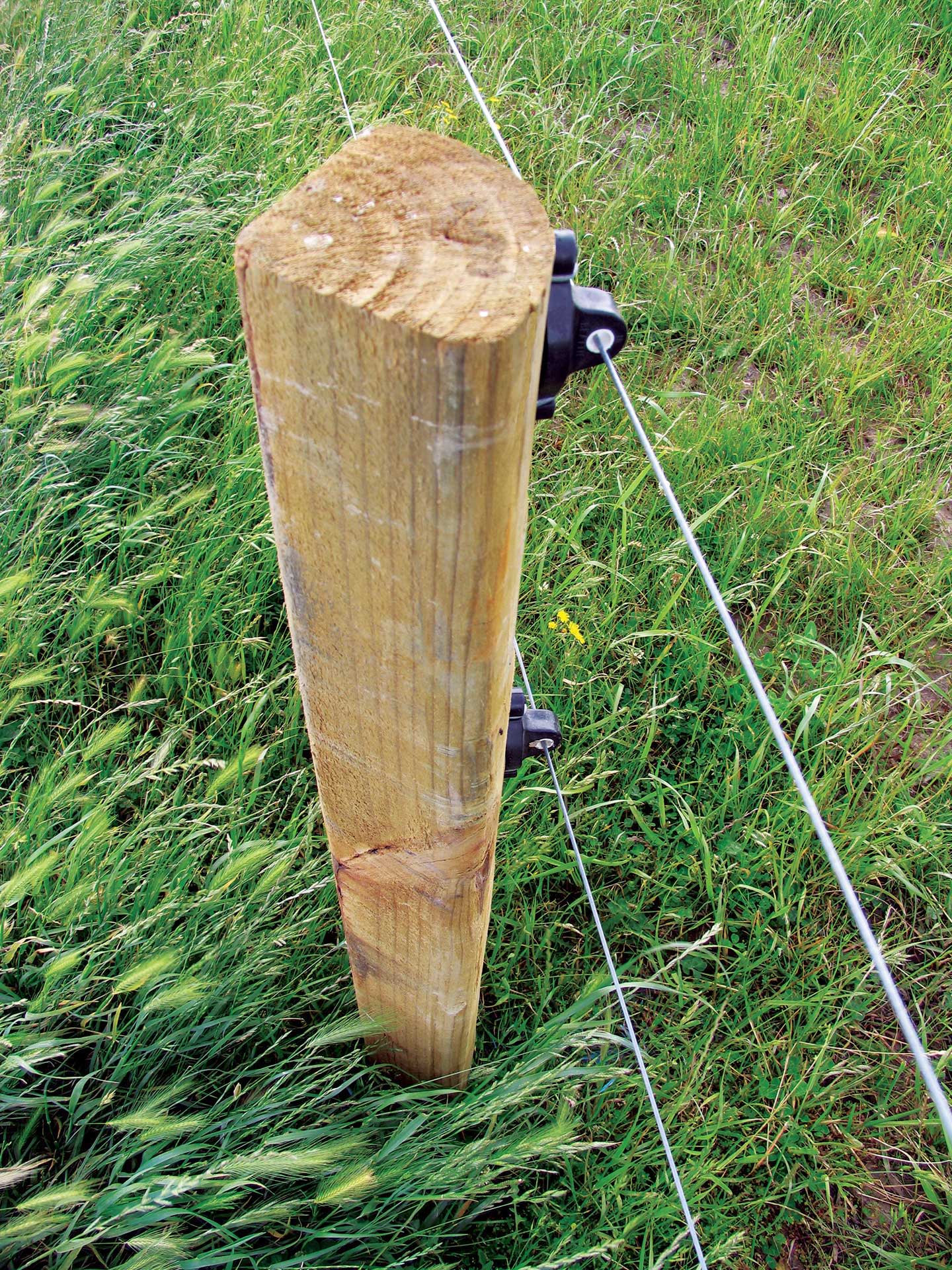 Rounded Superpost® - Goldpine