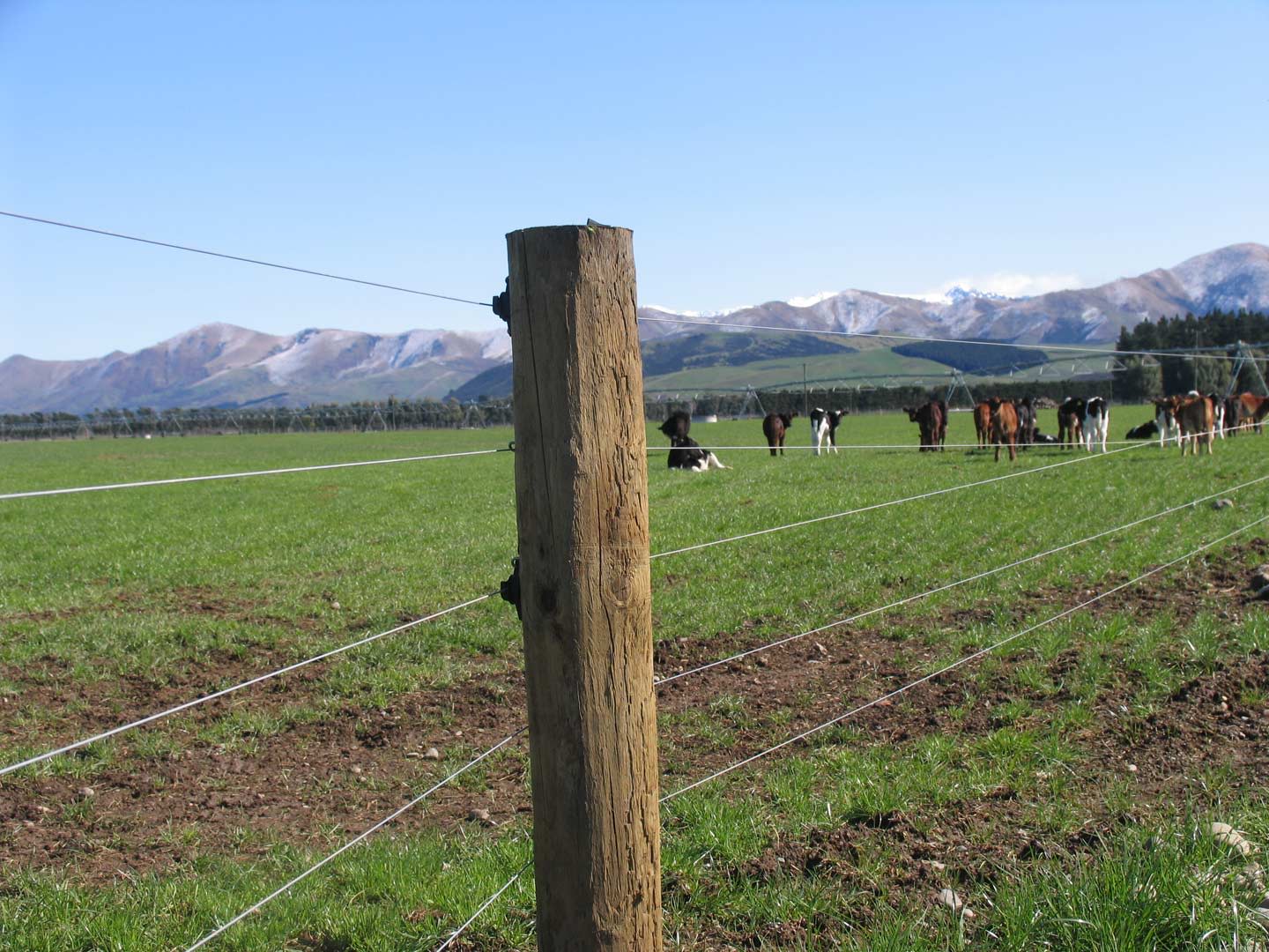 Fence Posts - Goldpine
