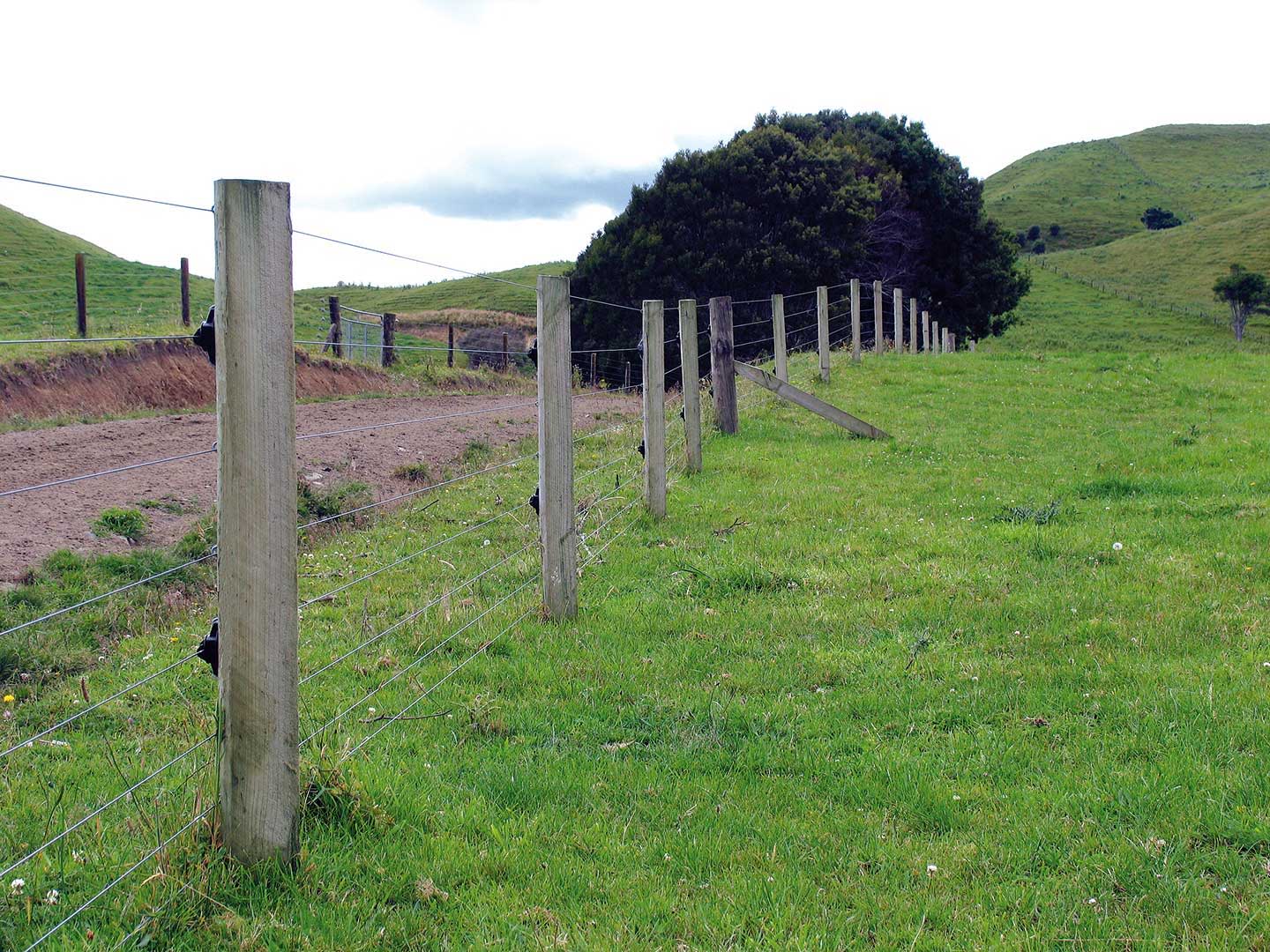 Superpost® - Goldpine