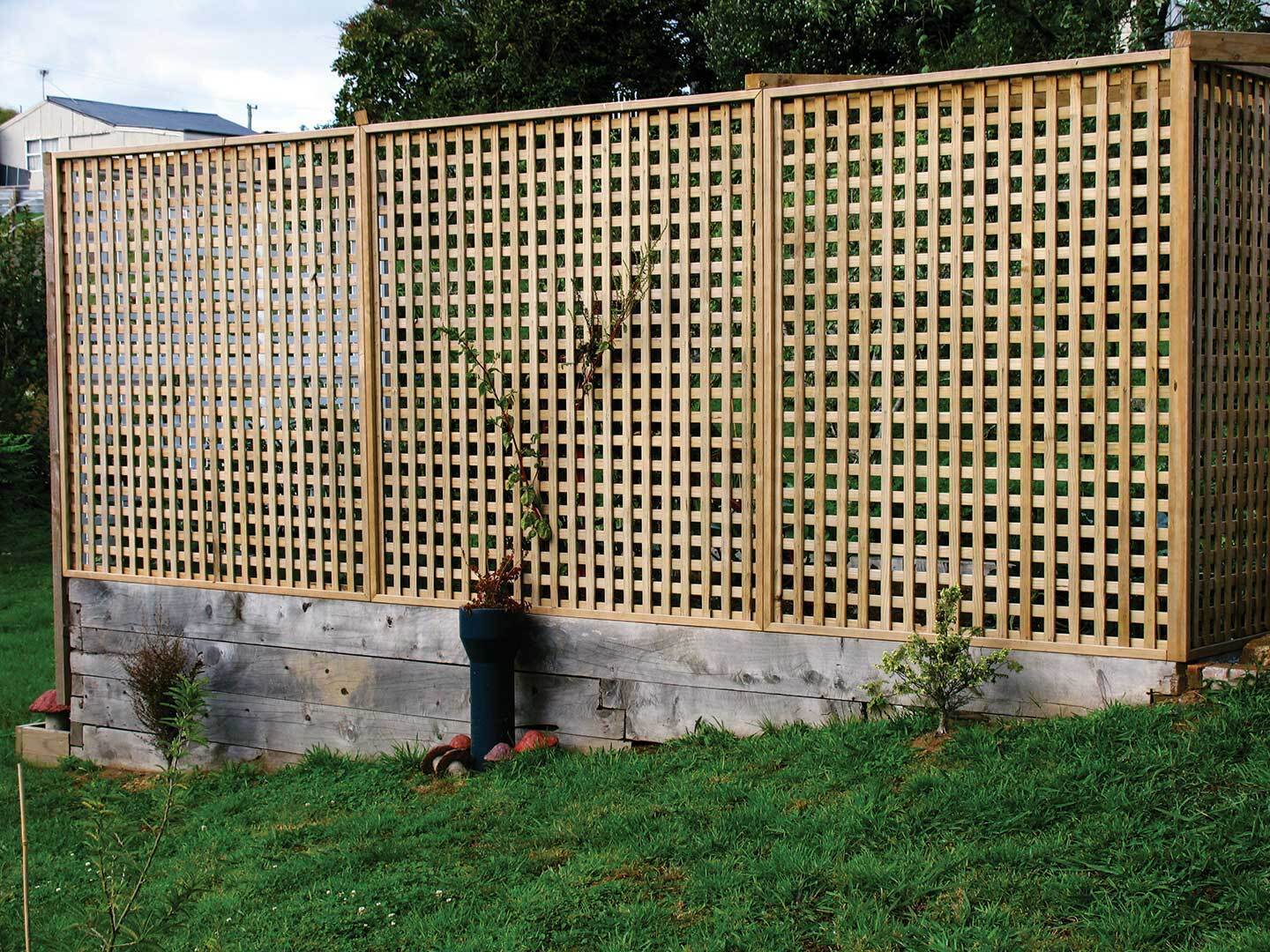 Square Trellis - Goldpine