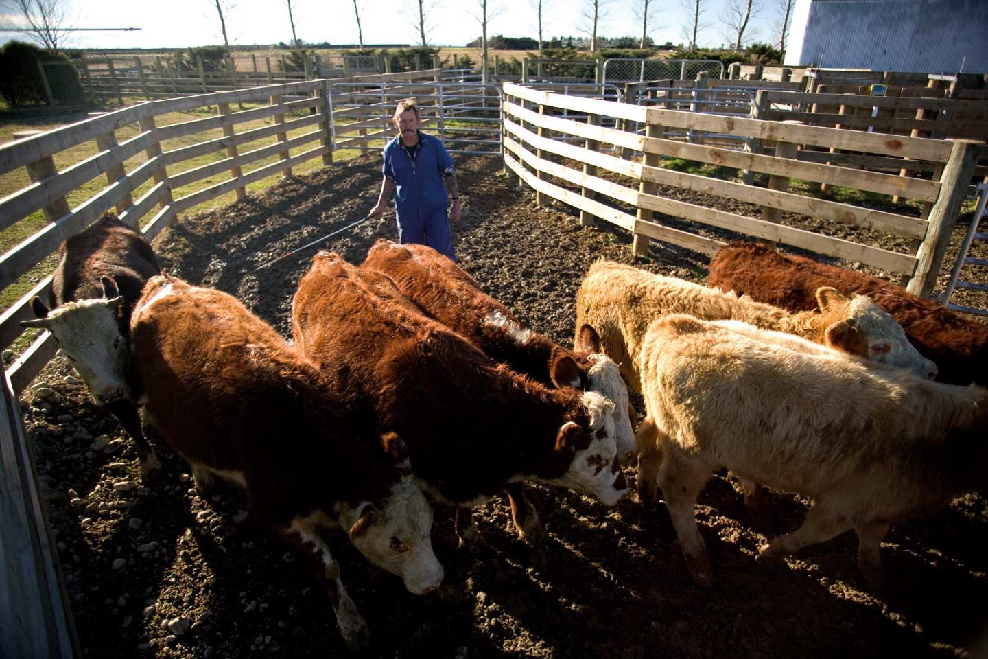 Farm Rails - Goldpine