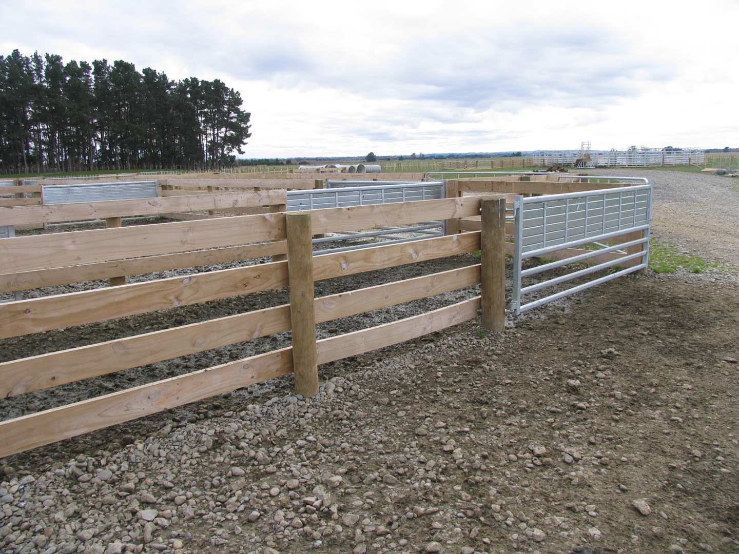 Big Boy Timber® - Goldpine