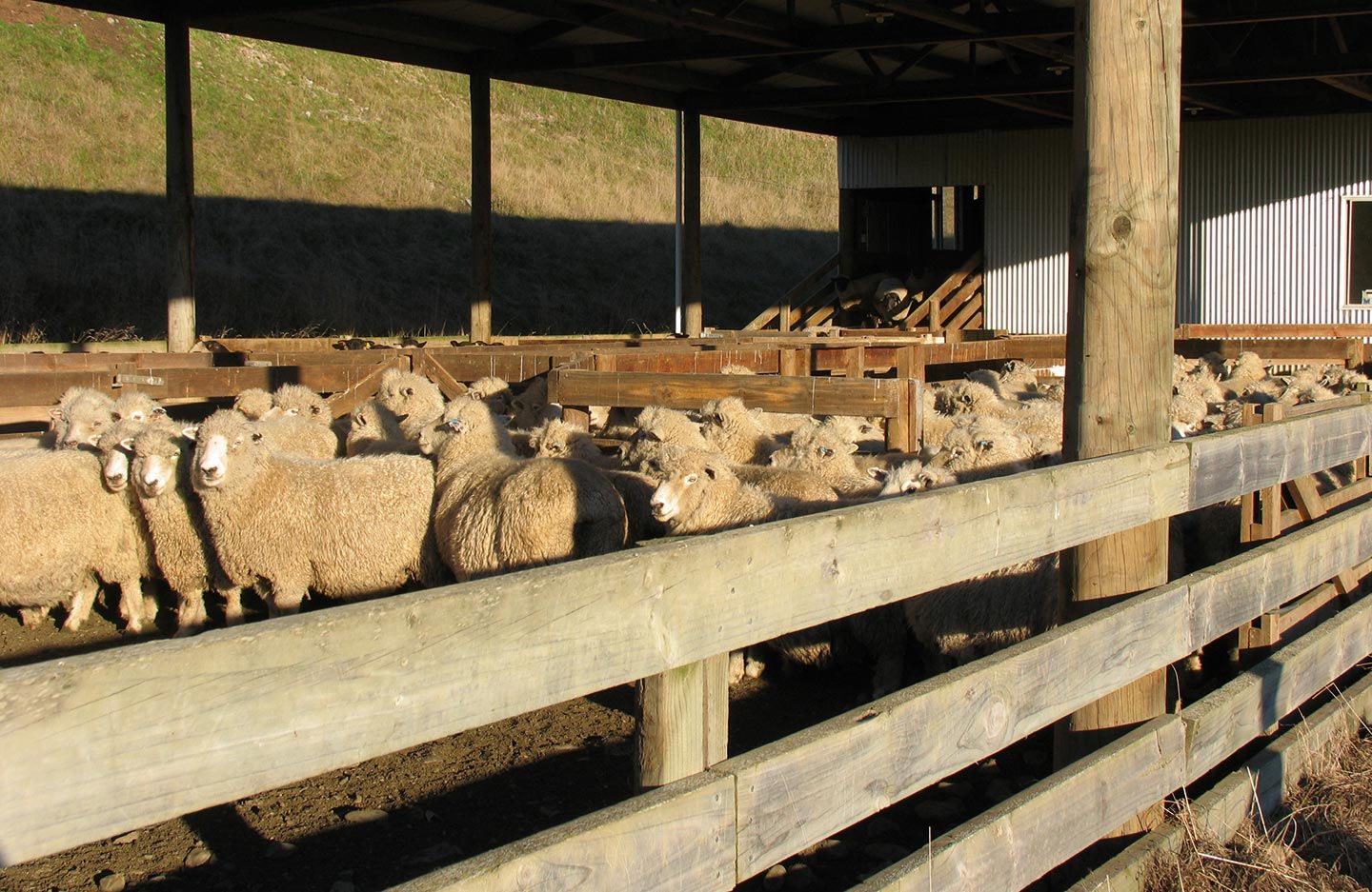 Farm Rails - Goldpine