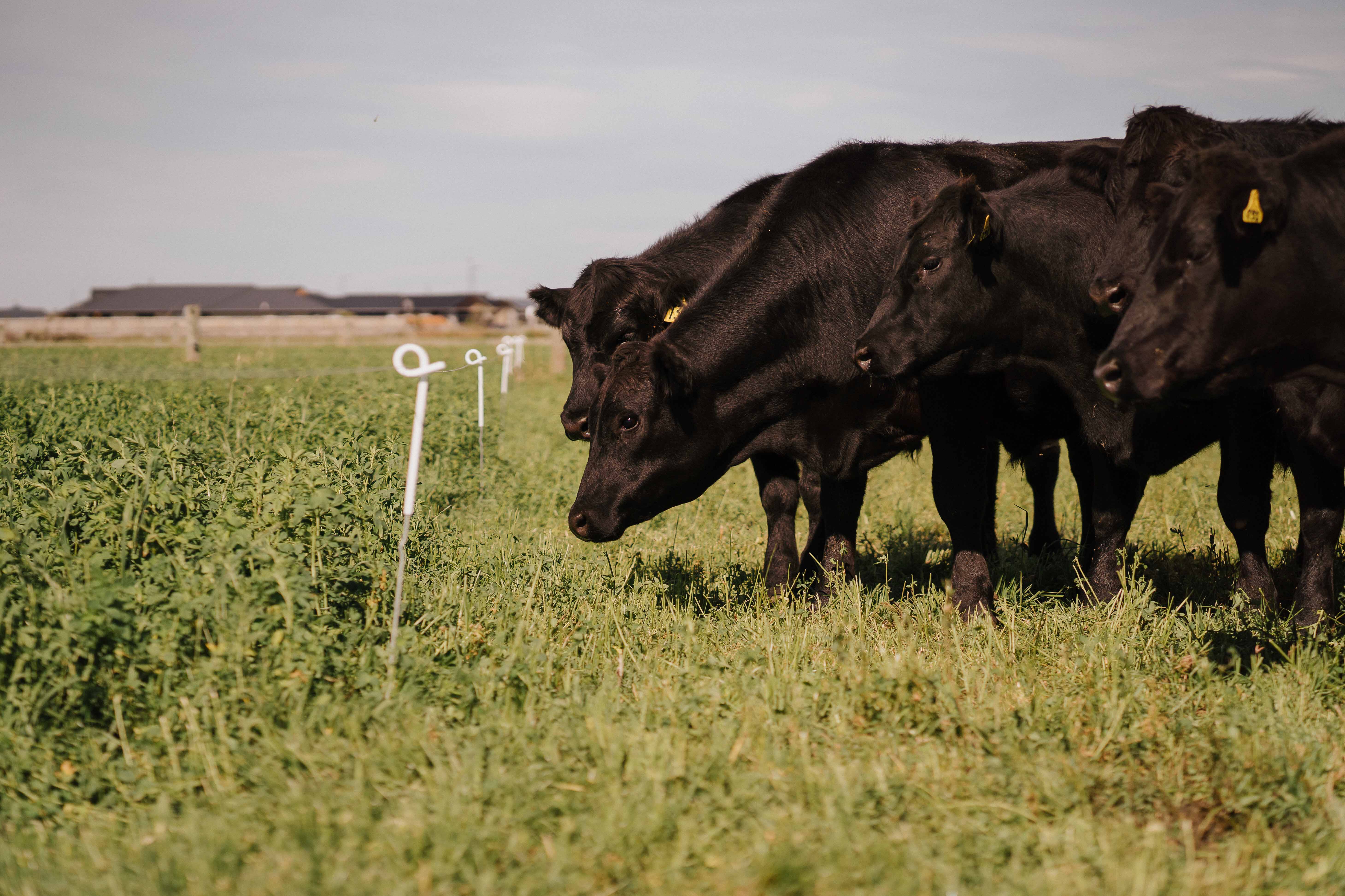 GOFENCE® Steel Tread-in Posts - Goldpine